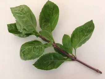Put ‘Cardinal’ Basil on Your Planting List - The Herb Society of ...