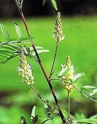 Herbs with Anise-, Fennel-, and Licorice-Like Flavors - The Herb ...
