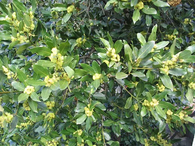 Bay Laurel – Herb of the Month, Herb of Achievement - The Herb Society ...