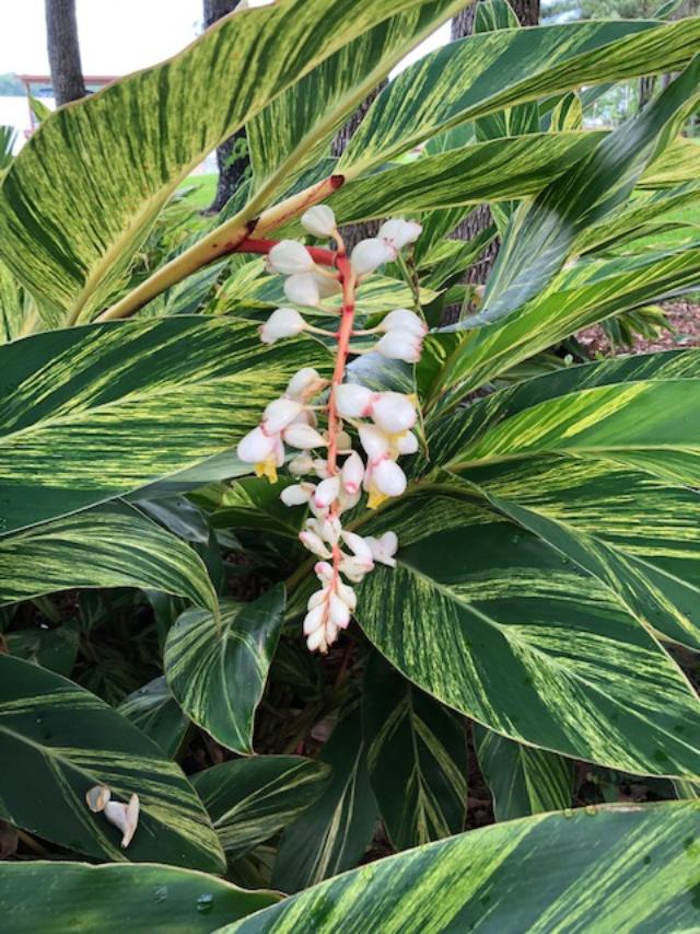 Herb of the Month: Ginger – An Ancient Spice | The Herb Society of ...