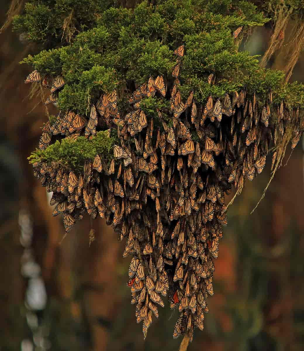 Milkweed Saves the Monarch Butterfly - The Herb Society of America Blog