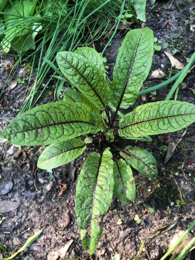 Sorrel – Herb of the Month - The Herb Society of America Blog